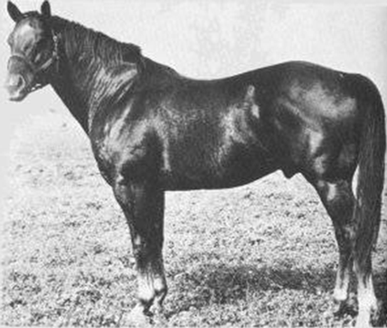 The Breed Series: American Quarter Horses
