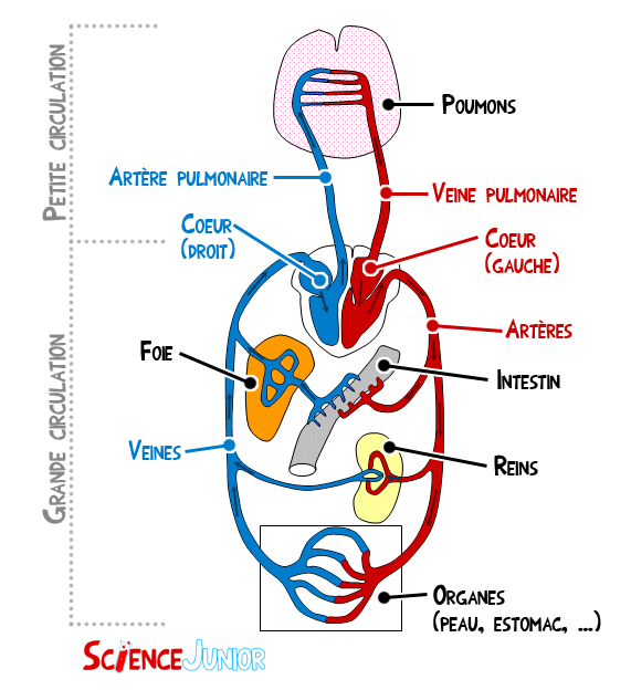Circulation du sang 4e | monsite