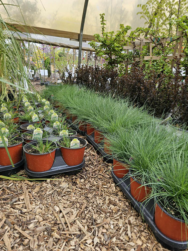 Assorted Grasses - Clay Pots | Timber Shack