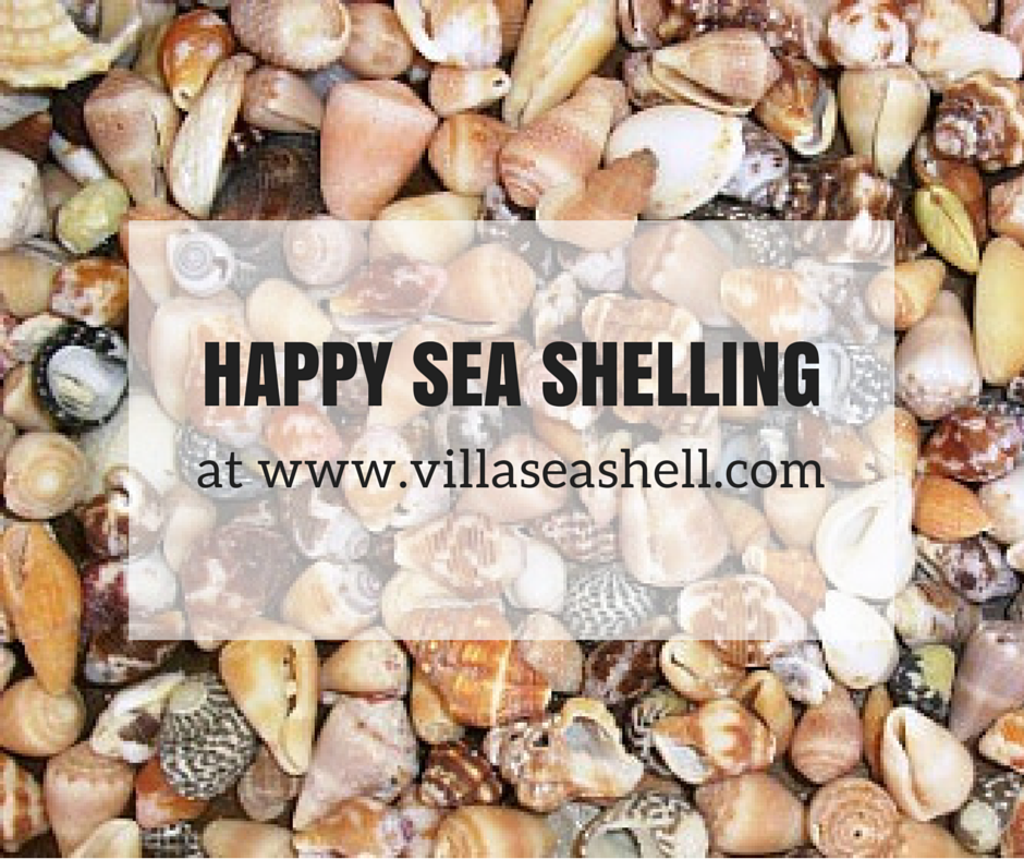 Seashells in Curacao