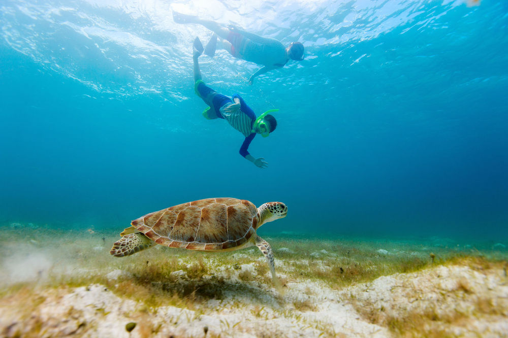 Swimming with Sea Turtles in Curacao