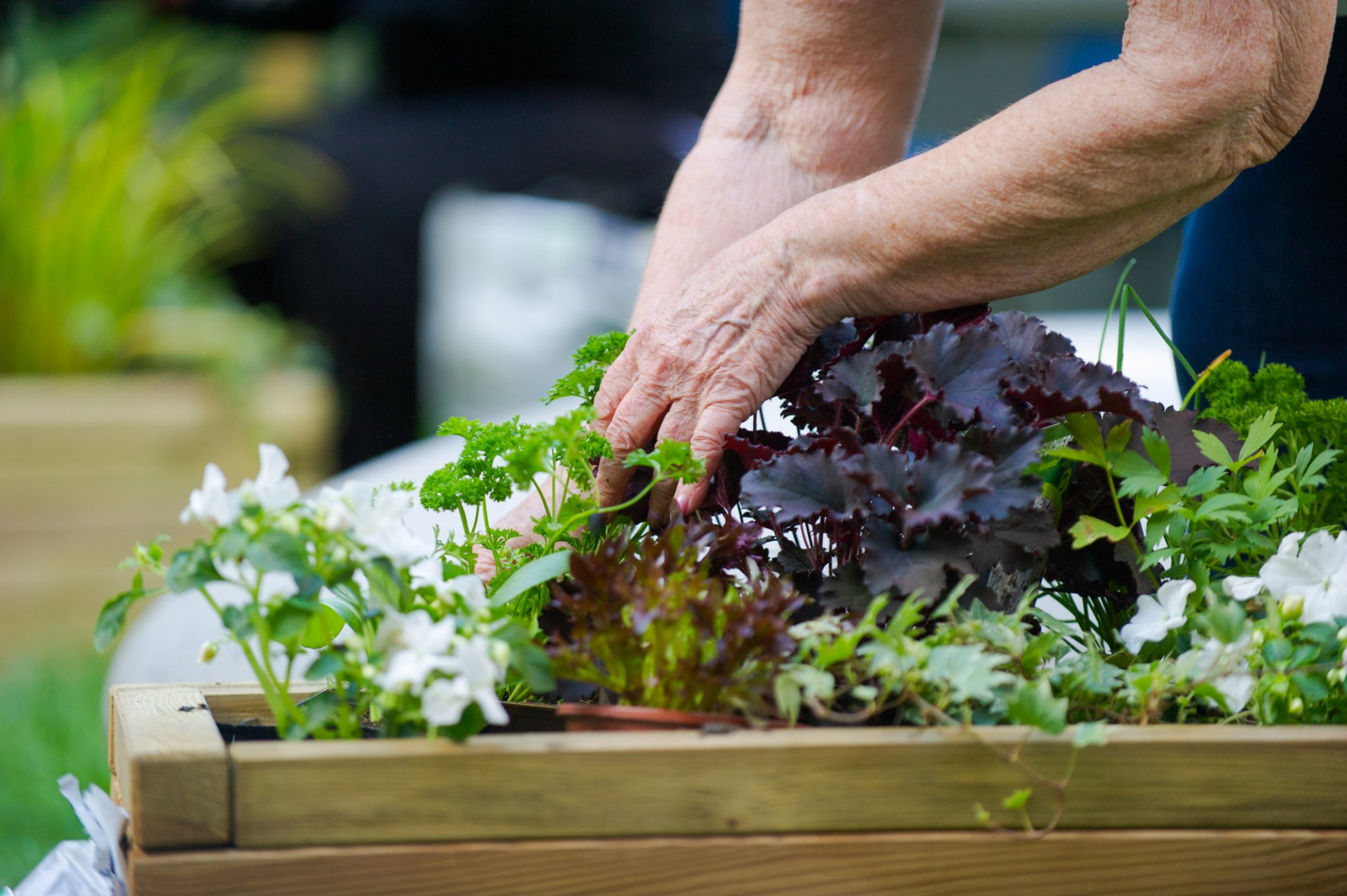 Sustainable Merton | High Path Balcony Gardens