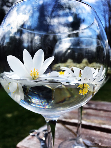 The Flower Essence Journey | Kelly Keyser