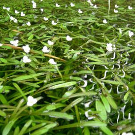 Austral Watergardens | Water Plants | Australia