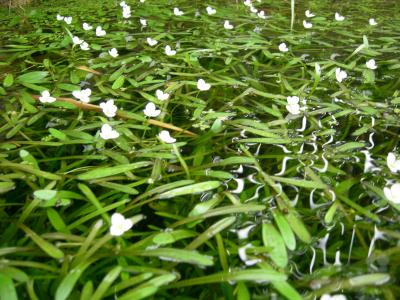 Submerged Water Plants | Austral Watergardens | Australia