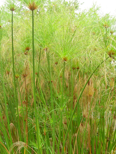 Cyperus Papyrus | Austral Watergardens