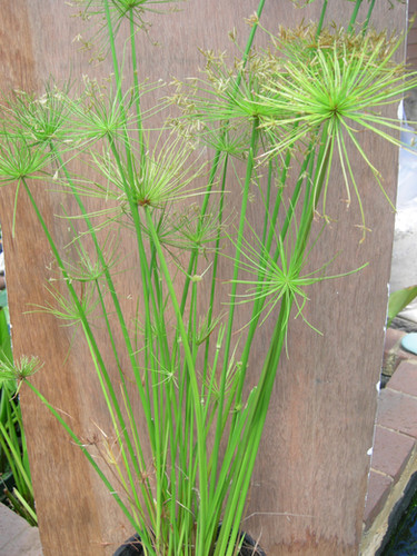 Cyperus Prolifer | Austral Watergardens