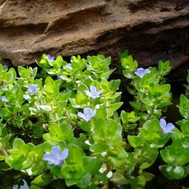 Austral Watergardens | Water Plants | Australia