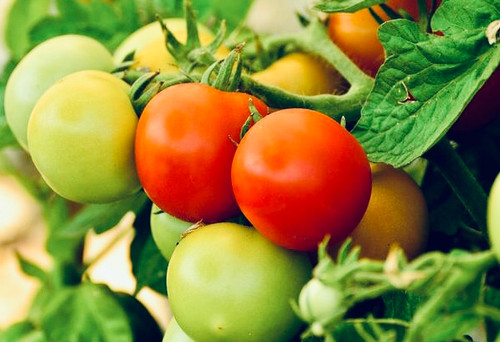 Tomate Harzfeuer | saatgut