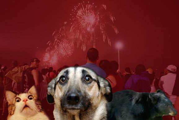 Fireworks: A Clear and Present Danger to Animals