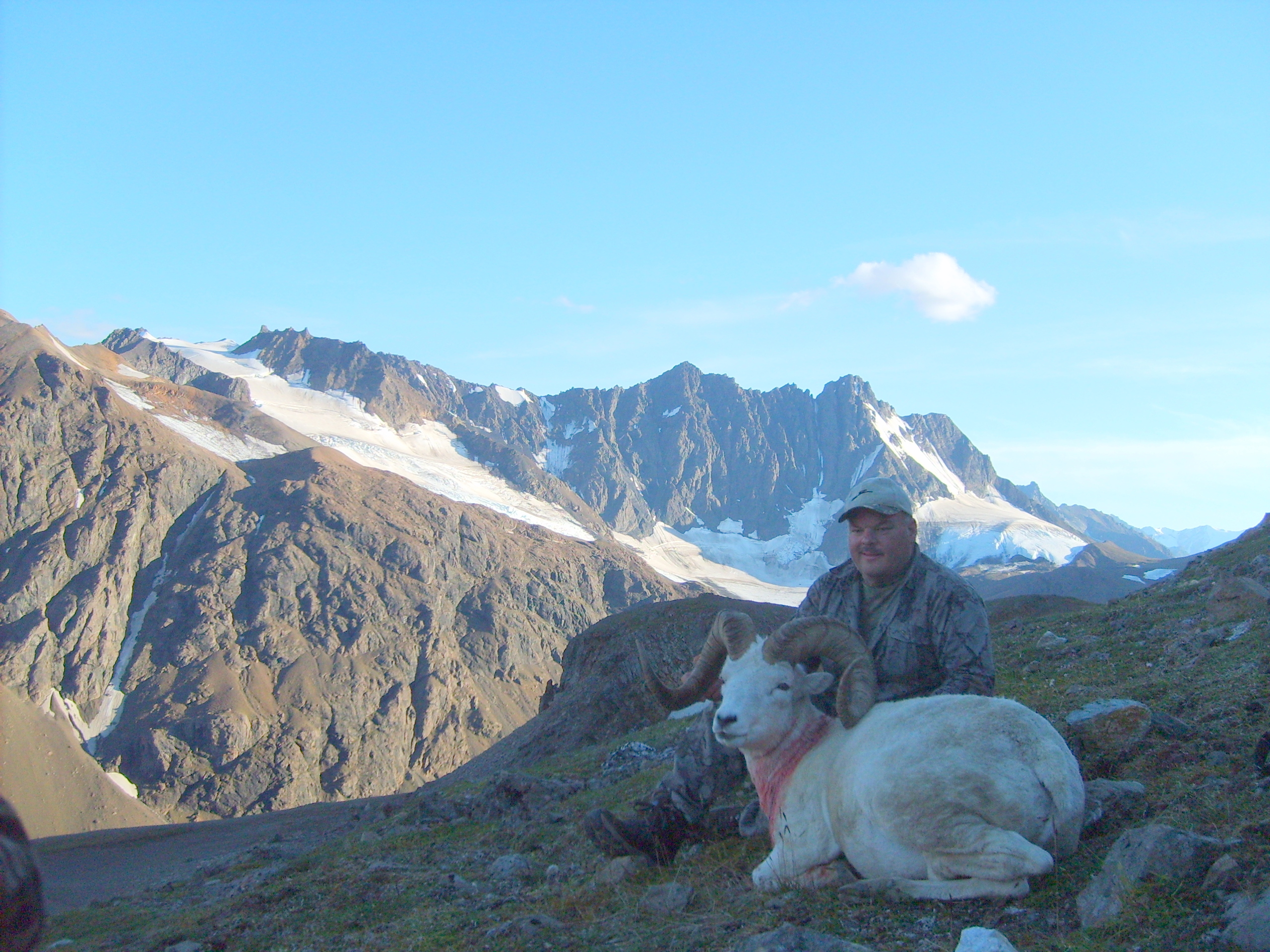 Dall Sheep | AK Dall Sheep Guides