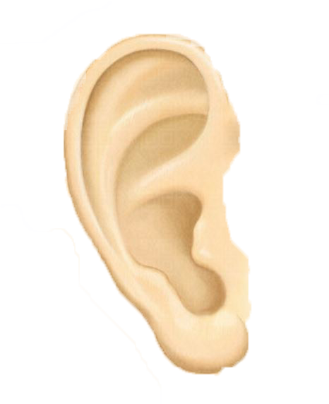 Structures of the ear and hearing