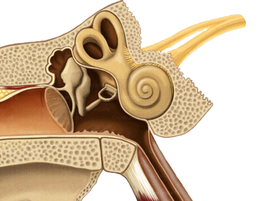 Structures of the ear and hearing