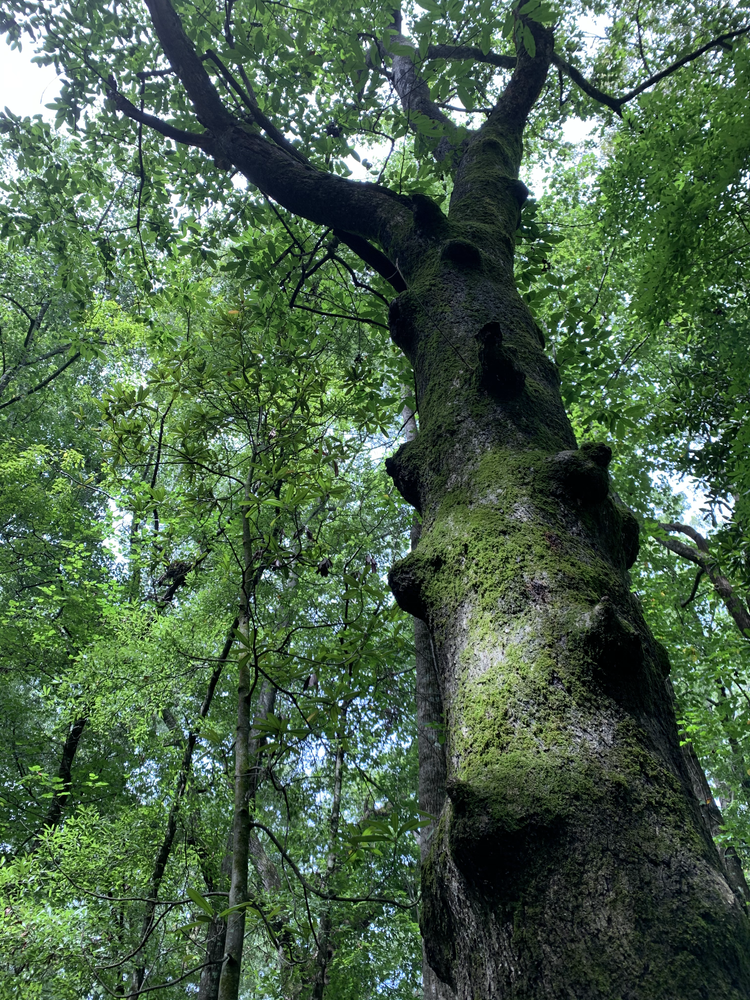 " A tree is not a forest."