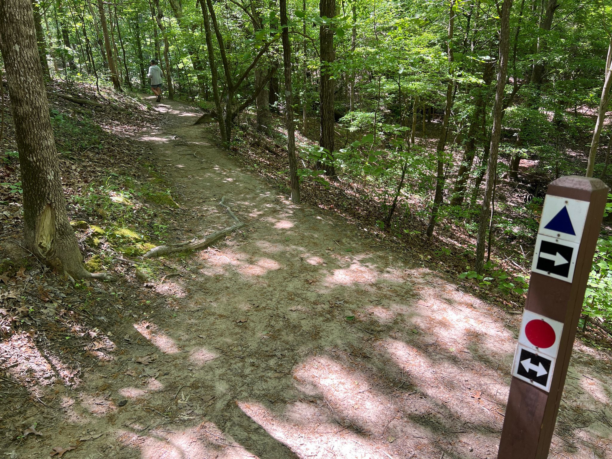 Nature Walk & Grounding Exercise | Room to Heal