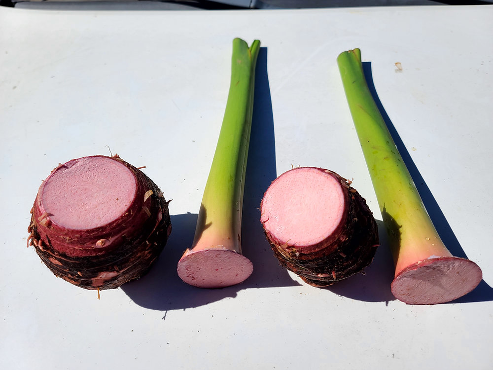 Grow your own kalo (taro) at home