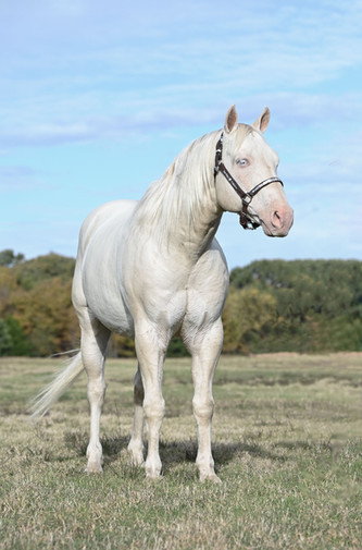 Horses For Sale | JNP Horses | Hugo, Oklahoma
