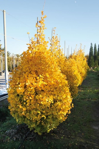 Ginkgo biloba ‘Fastigiata Selvans’. | npcginkgoshop