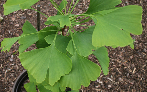 Ginkgo biloba 'Brooks' | npcginkgoshop