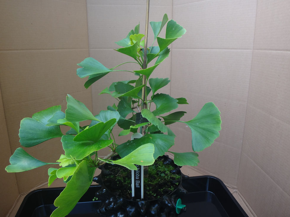 B (Ginkgos starting with the letter B) | npcginkgoshop