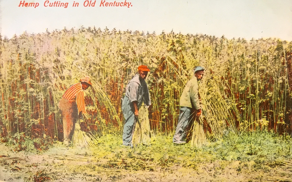 1852 | New hemp varieties come to Kentucky