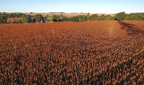 Health Forever Product Limited, SORGHUM BICOLOR SUPPLEMENT JOBELYN ...