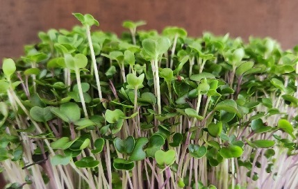 Guide: Most Popular Microgreens