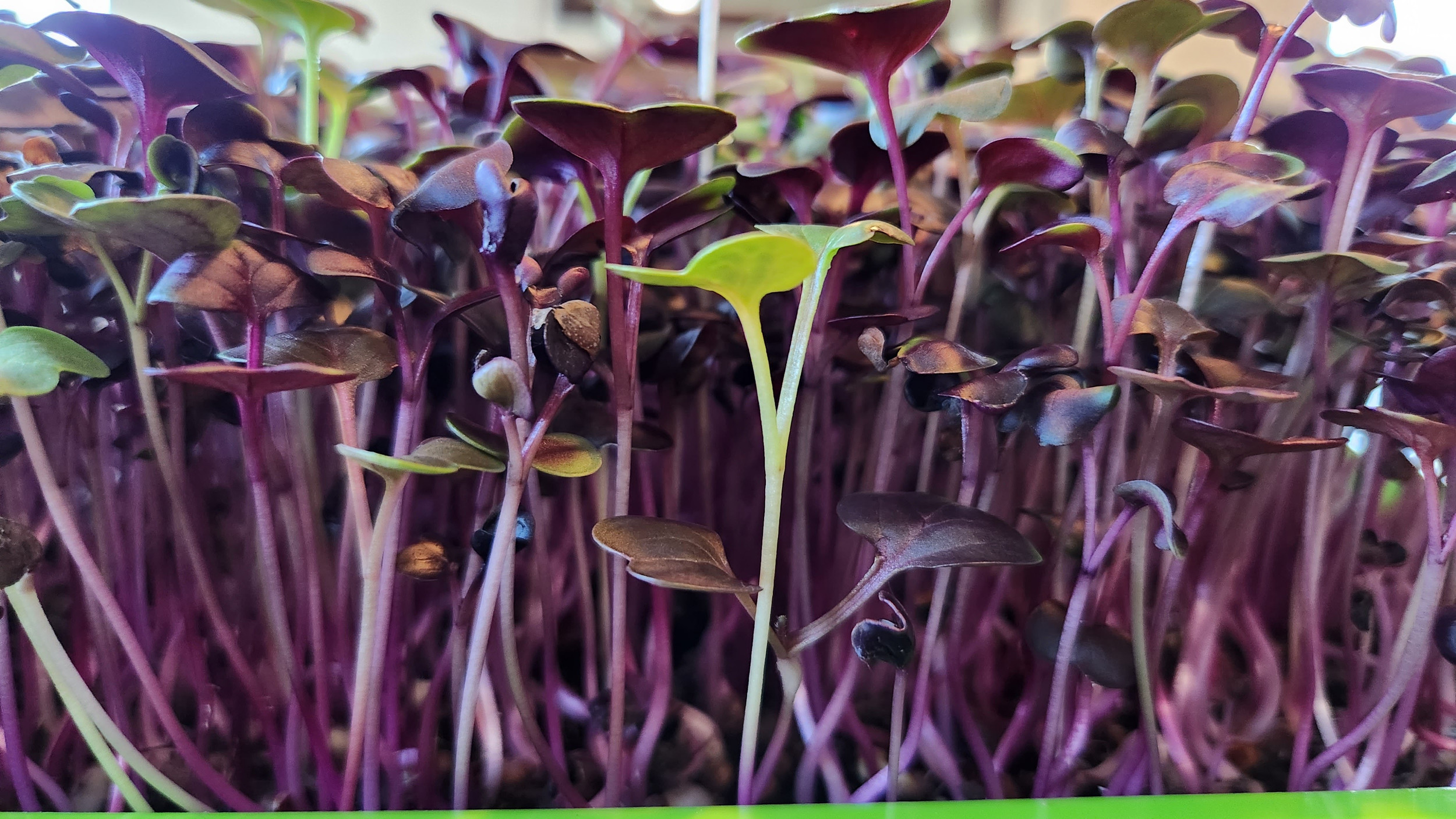 Ono Microgreens | Microgreens Grow Kits and Seeds