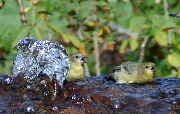Creating a Restful Backyard Space to Enjoy Nature & Host Gatherings