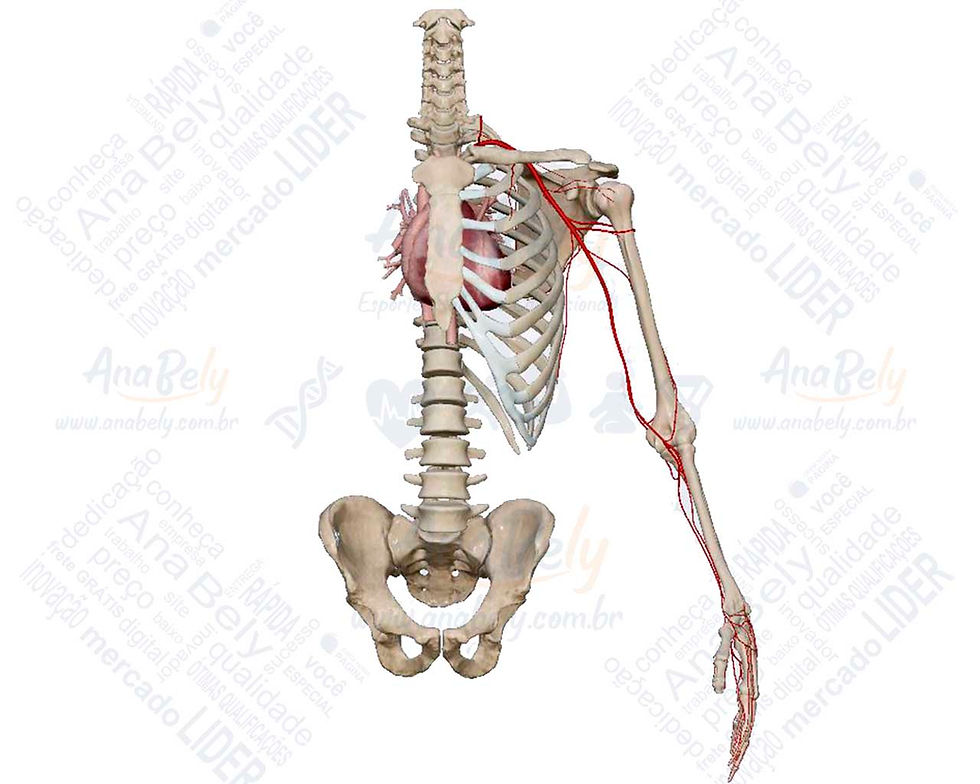 Artérias Do Membro Superior