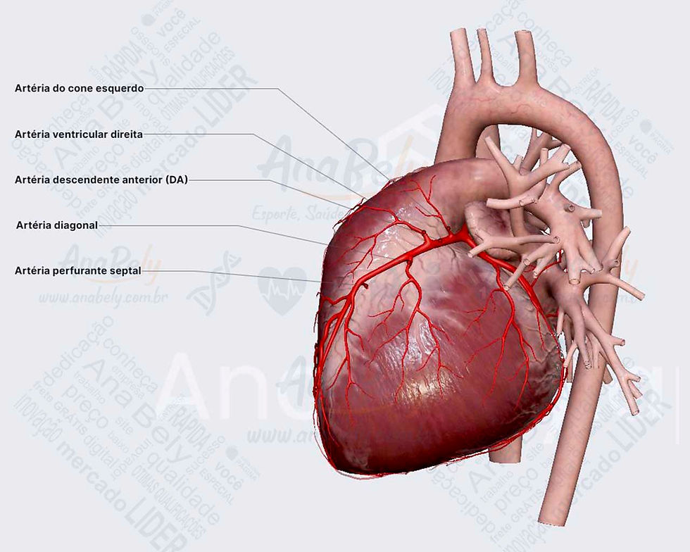 Anatomia Externa Do Coração