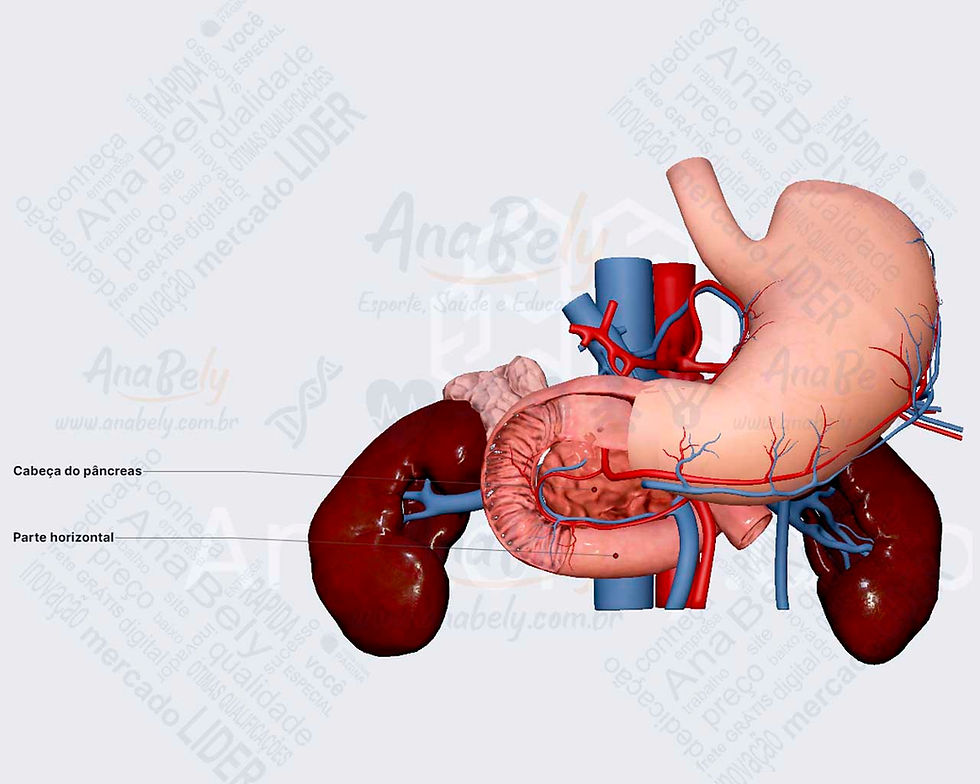 Duodeno (Visão Geral)