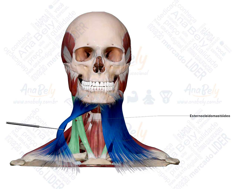 Músculos Do Pescoço (Visão Geral)