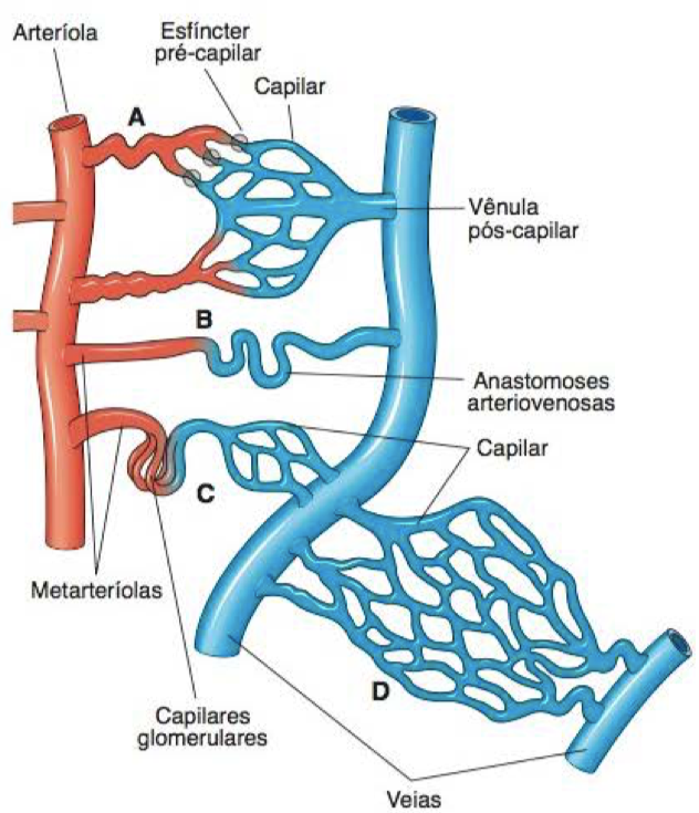 Capilares Sanguineos