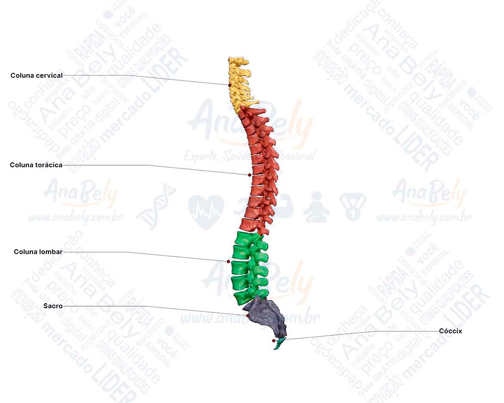 Coluna Vertebral (Visão Geral)