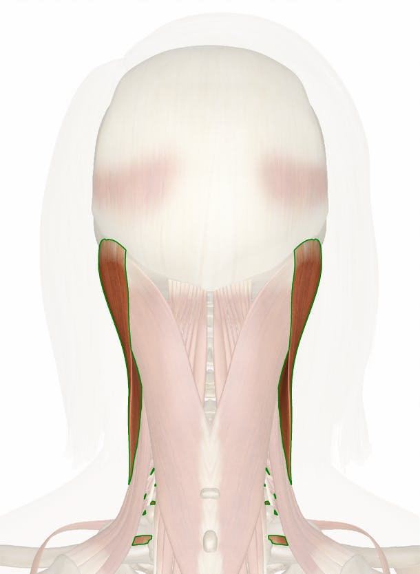 Músculo Esternocleidomastóideo