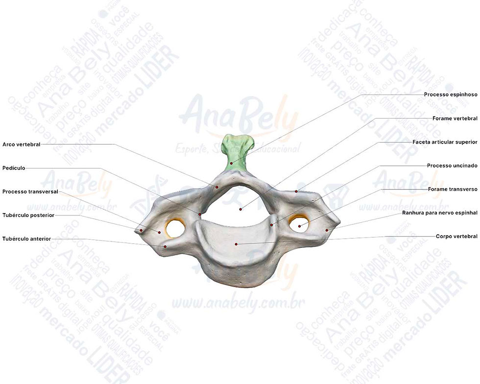 Coluna Vertebral (Visão Geral)