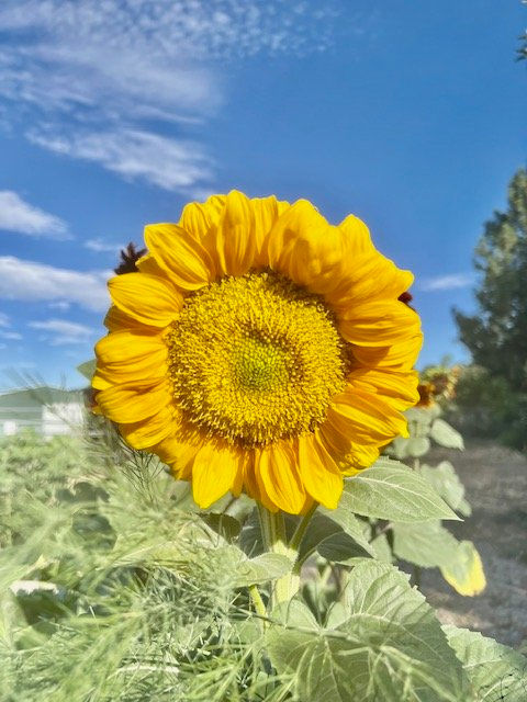 Blue Mountain Ranch | Utah Cut Flower Farm Association