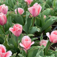 Local Flower Map | Utah Cut Flower Farm Association