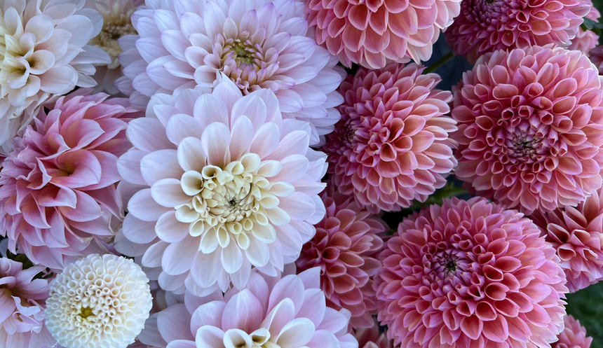 Foothill Farm Flowers | Utah Flower Farm | Provo