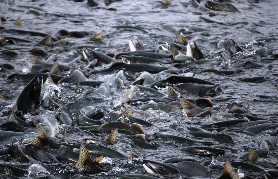 Die ersten Lachse sind da!
