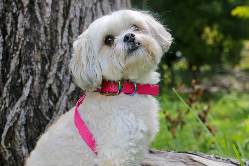 Figure 8 harness | Wandering Wolf NZ