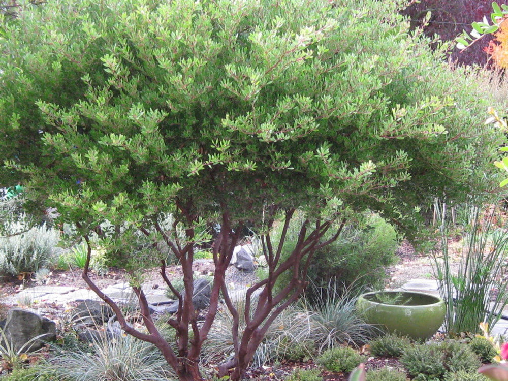 Selecting and Caring for your Manzanita