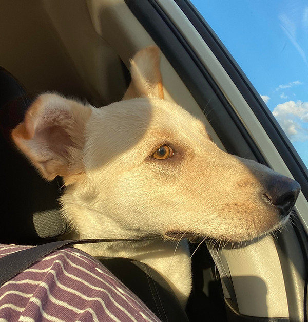 Good Catch Dog Rescue