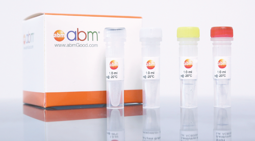 PCR MYCOPLASMA DETECTION KIT, 100 RXN | Dibbiotek