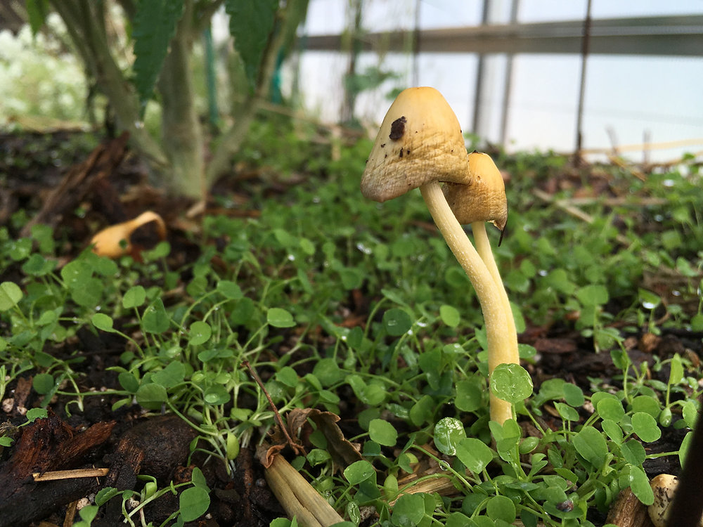 What to do now: Confirm your microbes. Maintain moisture. Hold steady.