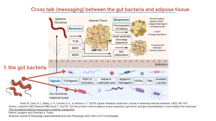 The Gut and Metabolic Syndrome in Horses | Equibiome