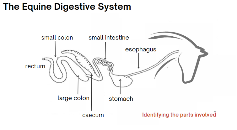 The Gut and Metabolic Syndrome in Horses | Equibiome