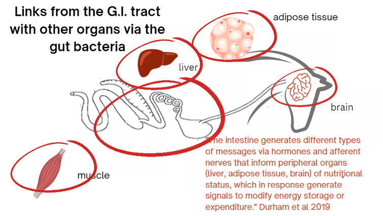 The Gut and Metabolic Syndrome in Horses | Equibiome