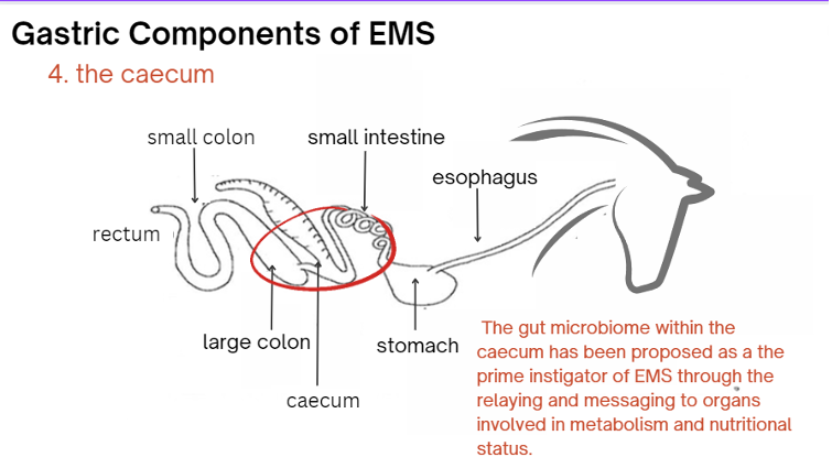 The Gut and Metabolic Syndrome in Horses | Equibiome